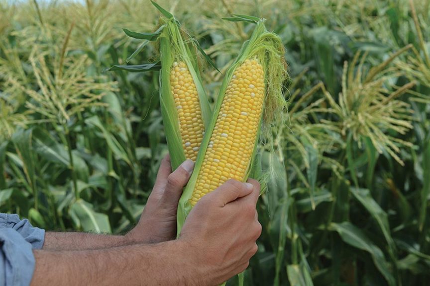 22 of the Latest Sweet Corn Varieties [slideshow] - Growing Produce