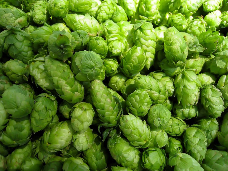 A Hops Crop To Be Thankful For - Growing Produce
