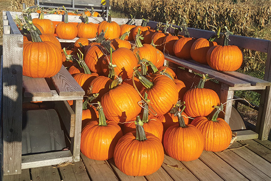 23 Of The Latest Pumpkin Varieties - Growing Produce