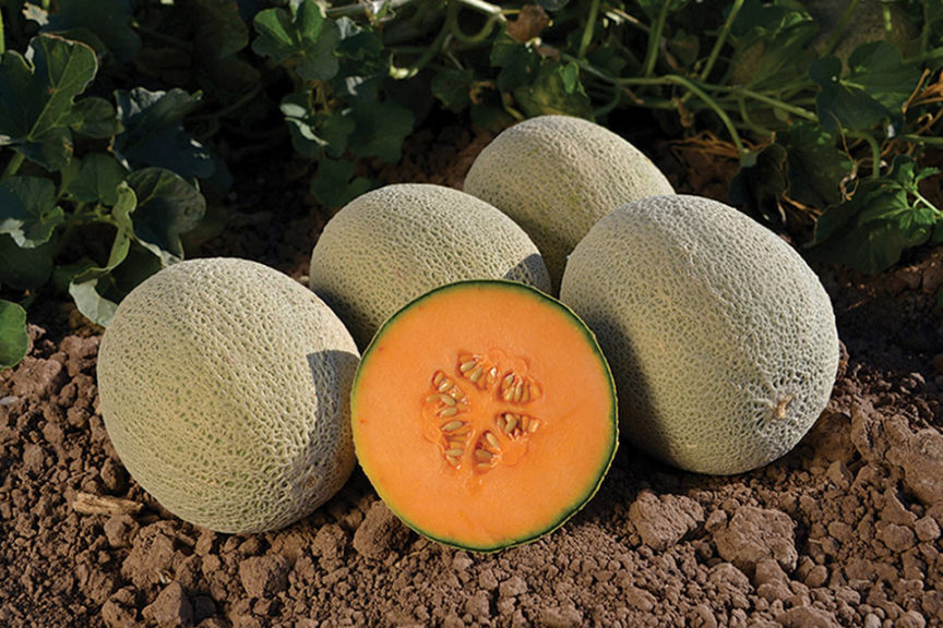 11 Tasty Cantaloupe and Other Melon Varieties Worth Trying - Growing ...
