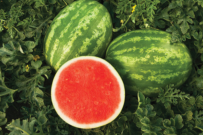 13 of the Latest Watermelon Varieties [slideshow] - Growing Produce