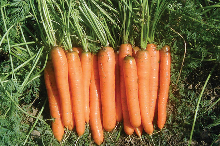 Bejo Seeds, Inc. 2016 Vegetable Variety Showcase - Growing Produce