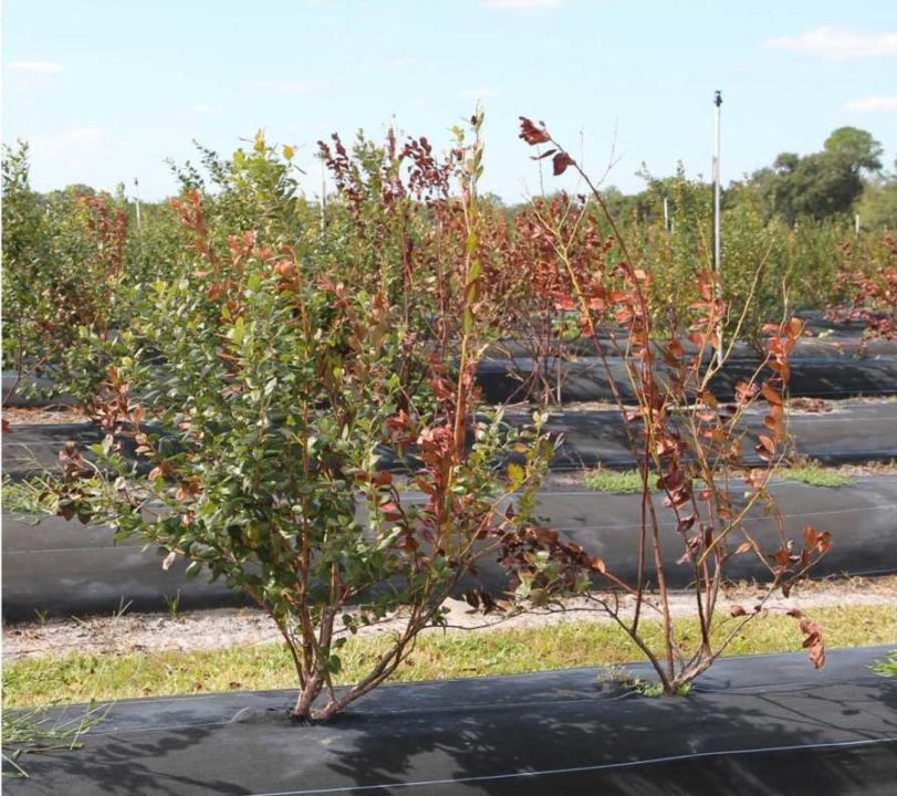 Florida Blueberry Growers Warned To Watch For New Deadly Disease ...