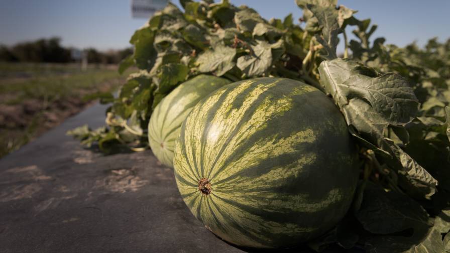 The State of Melons in the U.S. [Infographic] - Growing Produce