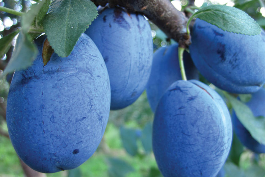 Plum Varieties are Complex and Fascinating [Slideshow] - Growing Produce