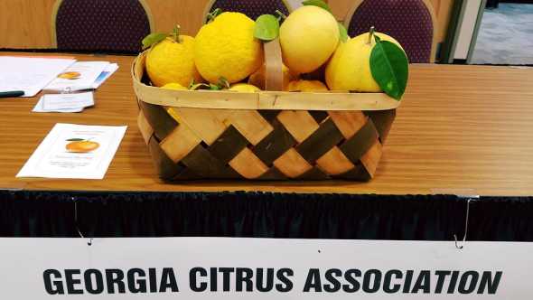 Georgia Citrus Seeking to Make Its Mark - Growing Produce