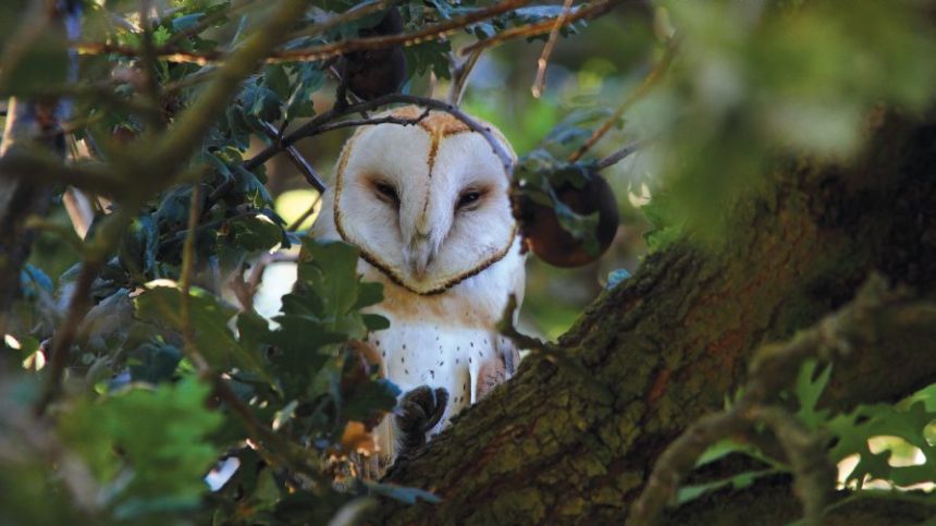 ICYMI: Barn Owls Can be an Effective Control for Rodents and Gophers ...
