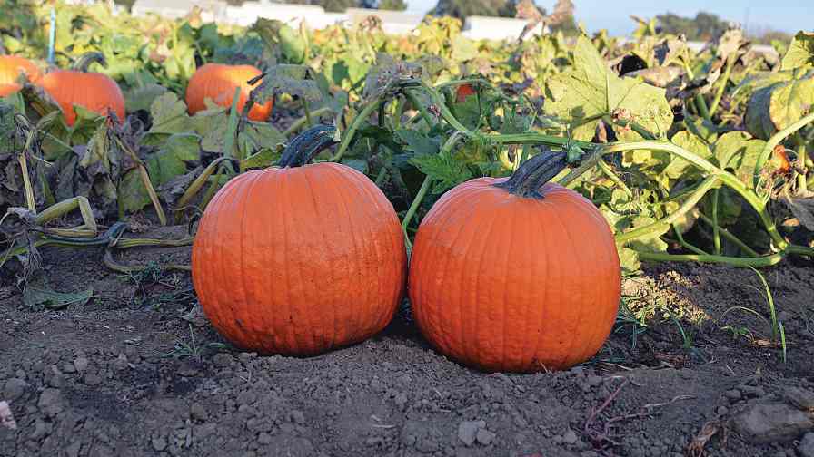 23 Of The Latest Pumpkin Varieties - Growing Produce