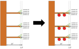 Tips to Transition to an Apple Fruiting Wall System - Growing Produce