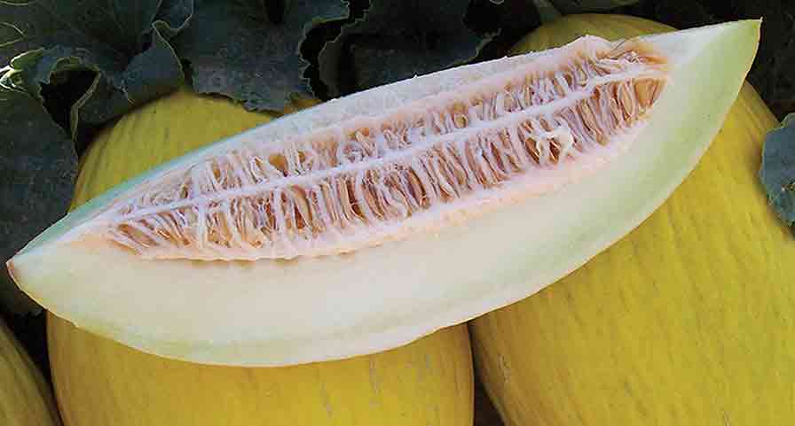11 Tasty Cantaloupe and Other Melon Varieties Worth Trying - Growing ...