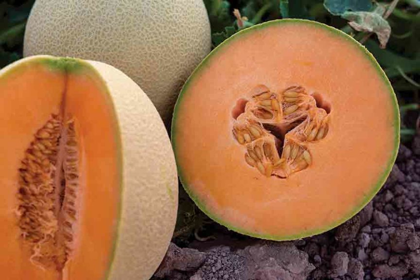 11 Tasty Cantaloupe and Other Melon Varieties Worth Trying - Growing ...