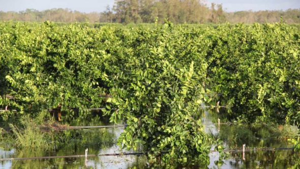 Tips to Help Hurricane-Stressed Citrus Trees - Growing Produce
