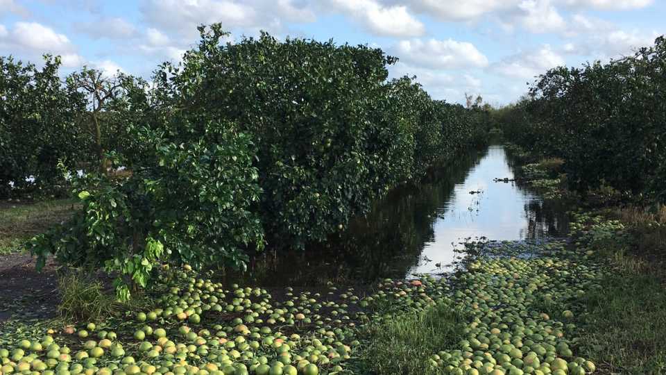 Florida Farmers Digging out From Impacts of Irma - Growing Produce