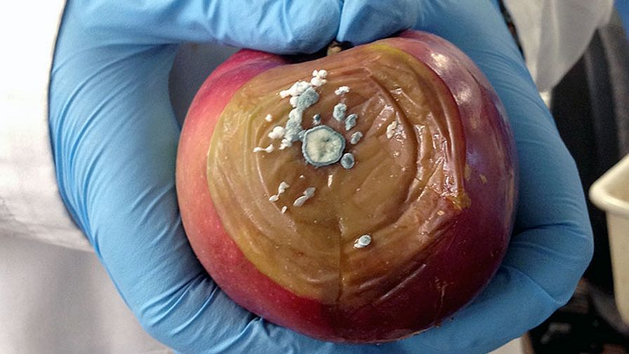 Researcher Finds Bacteria Can Stop Blue Mold on Apples - Growing Produce
