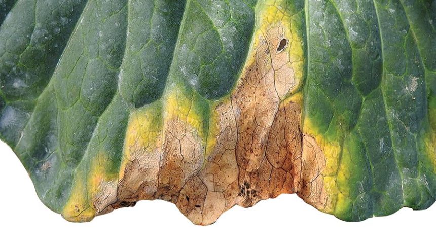 Field Scouting Guide: Black Rot of Brassicas - Growing Produce