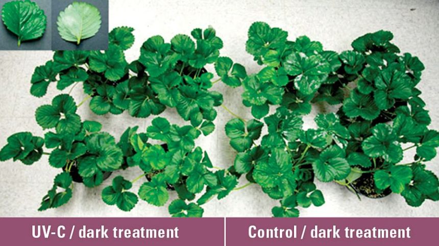 How UV-C Irradiation Can Help Save Strawberries - Growing Produce