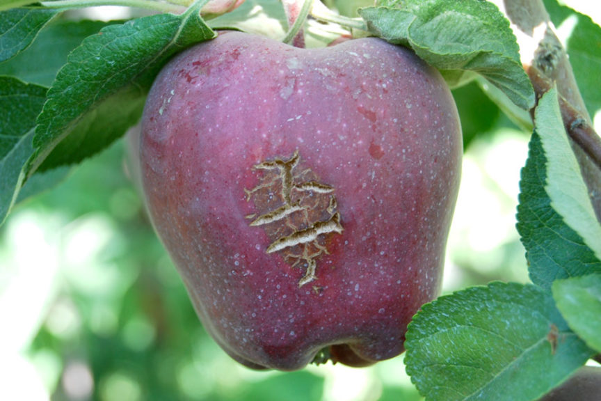 Washington Growers Seeing the Effects of Sunburn - Growing Produce