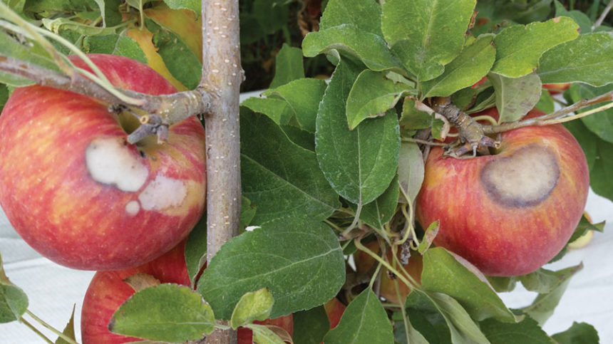 Washington Growers Seeing the Effects of Sunburn - Growing Produce