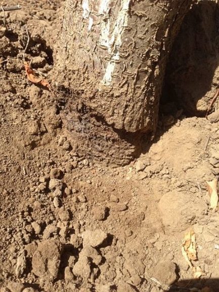 Vole Presence High in Nut Orchards Thanks to Wet Winter - Growing Produce