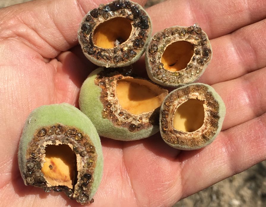 Vole Presence High in Nut Orchards Thanks to Wet Winter - Growing Produce