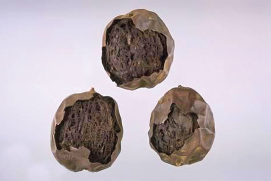 Best Practices for Almond and Walnut Harvest Sample Evaluations ...