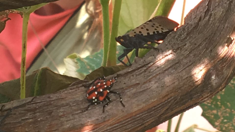 Pest Management Recommendations for Spotted Lanternfly - Growing Produce