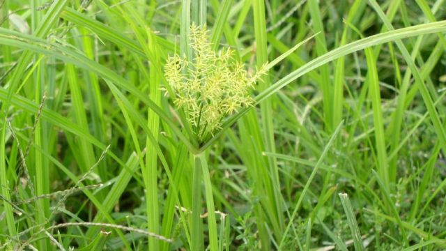 Field Scouting Guide: Yellow Nutsedge - Growing Produce