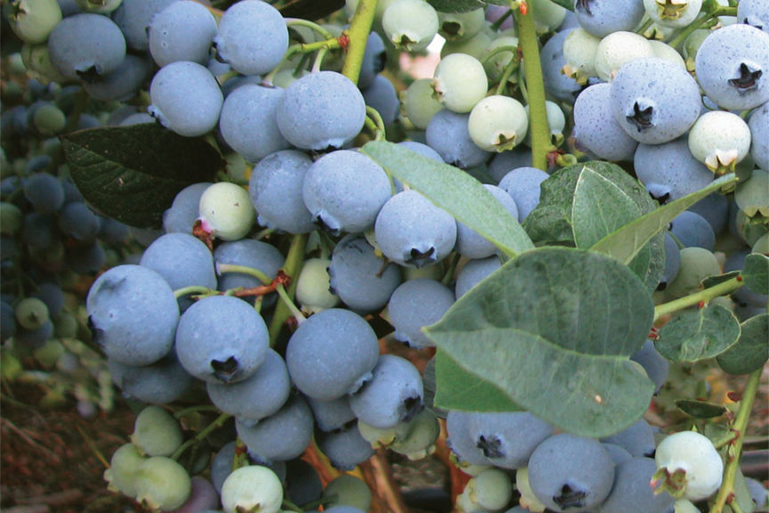 Low Chill, Cold-Hardy Berry Varieties Available at Fall Creek Farm ...