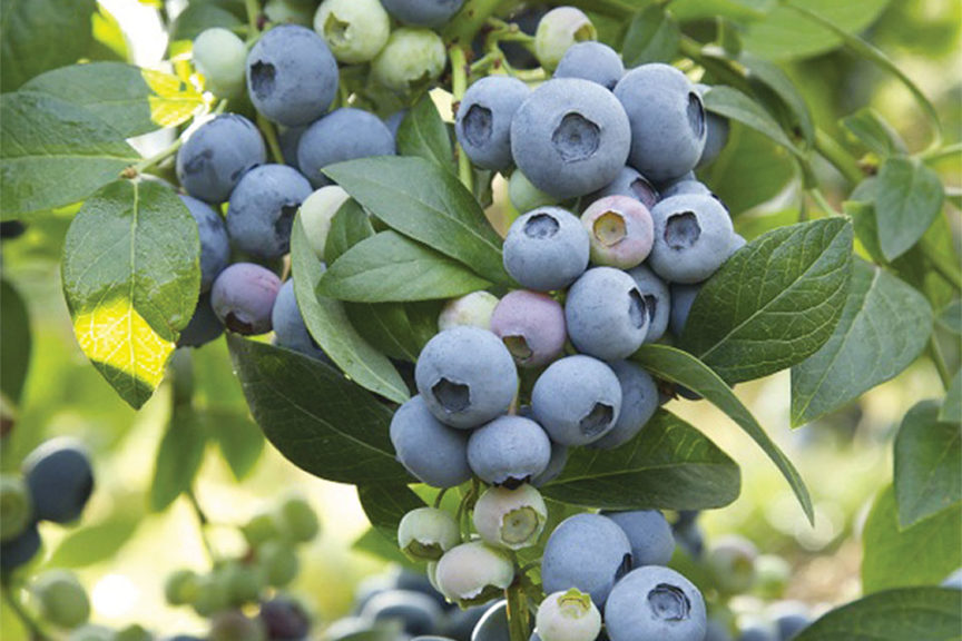 Low Chill, Cold-Hardy Berry Varieties Available at Fall Creek Farm ...
