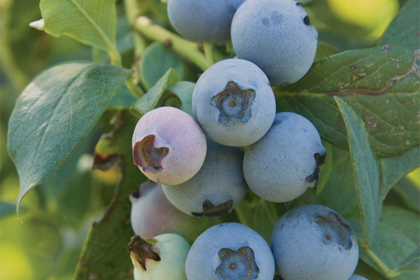 Low Chill, Cold-Hardy Berry Varieties Available at Fall Creek Farm ...
