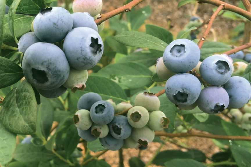 Low Chill, Cold-Hardy Berry Varieties Available at Fall Creek Farm ...