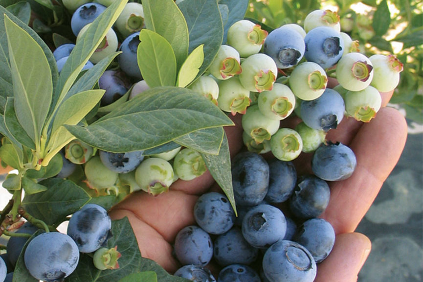 Low Chill, Cold-Hardy Berry Varieties Available at Fall Creek Farm ...