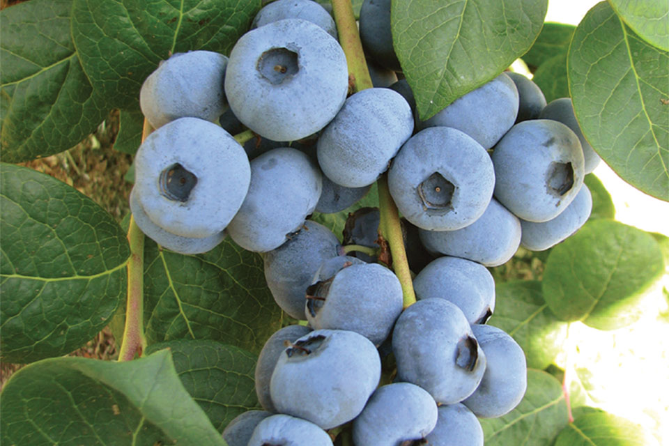 Low Chill, Cold-Hardy Berry Varieties Available at Fall Creek Farm ...