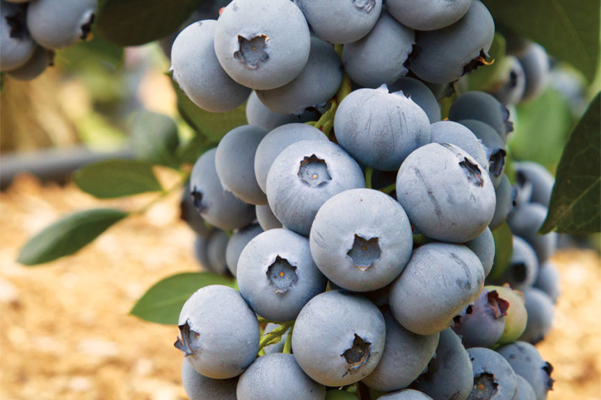 Low Chill, Cold-Hardy Berry Varieties Available at Fall Creek Farm ...