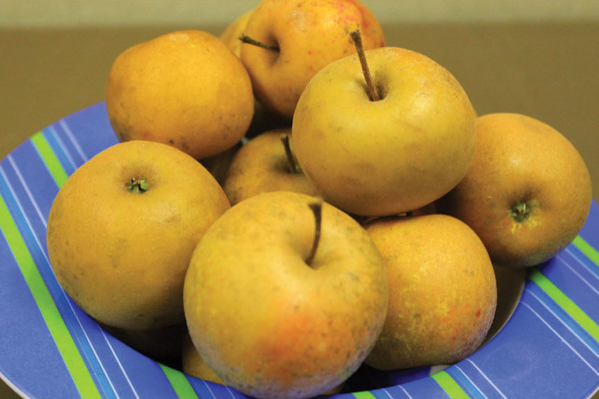 New Hard Cider Variety and Three 'Honeycrisp' Crosses at Stark Bro's ...