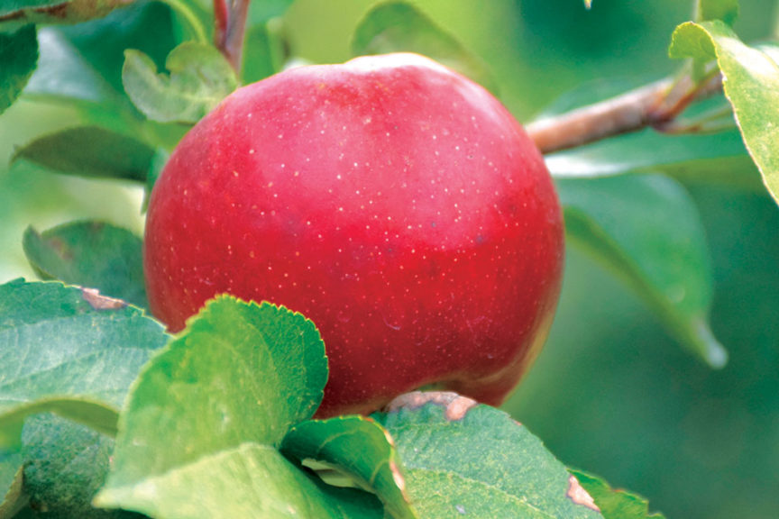 New Hard Cider Variety and Three 'Honeycrisp' Crosses at Stark Bro's ...
