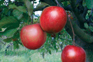 New Hard Cider Variety and Three 'Honeycrisp' Crosses at Stark Bro's ...