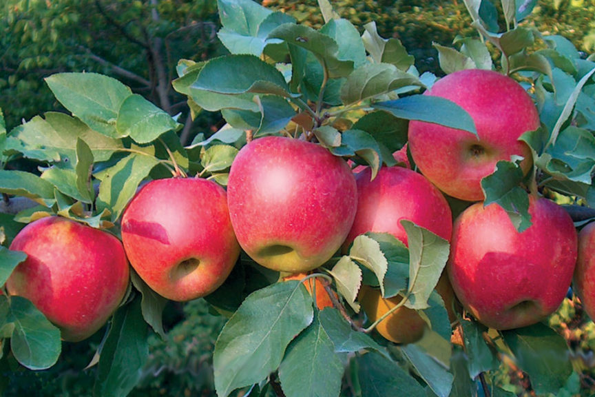 New Hard Cider Variety and Three 'Honeycrisp' Crosses at Stark Bro's ...