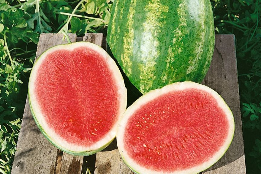 15 Watermelons You Should Check Out - Growing Produce