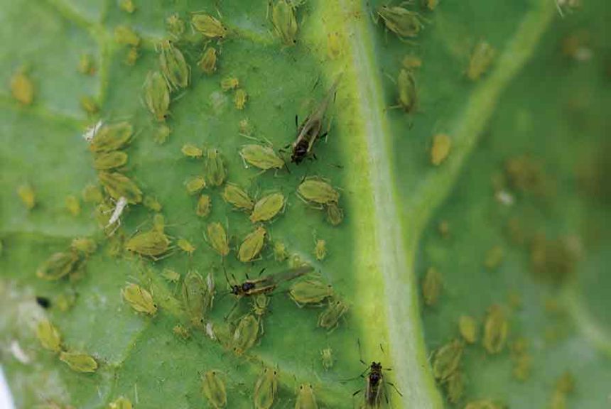 4 Keys to Effective Aphid Management in Leafy Vegetables - Growing Produce