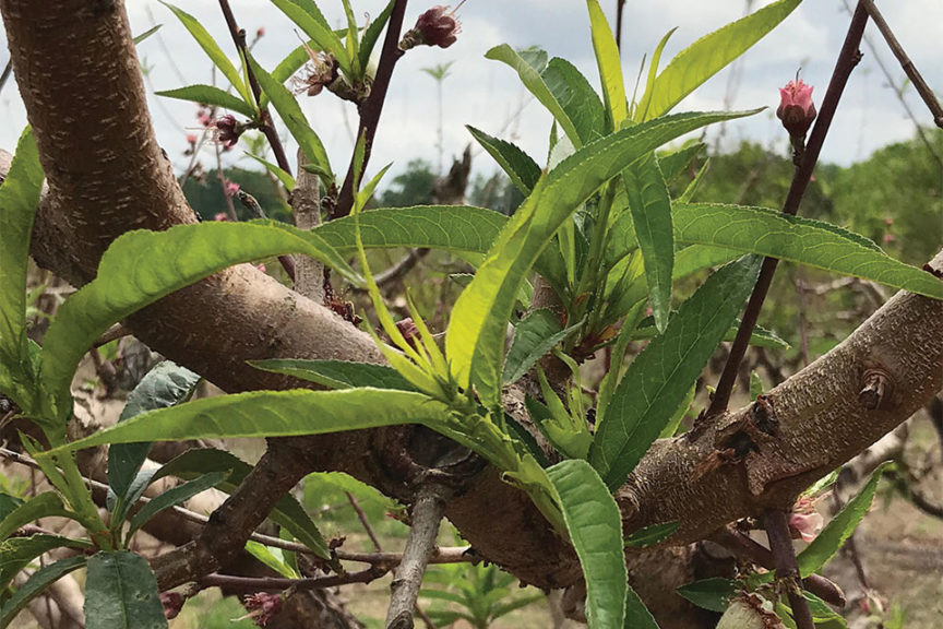 How Peach Growers Can Overcome Low Chill Hours - Growing Produce