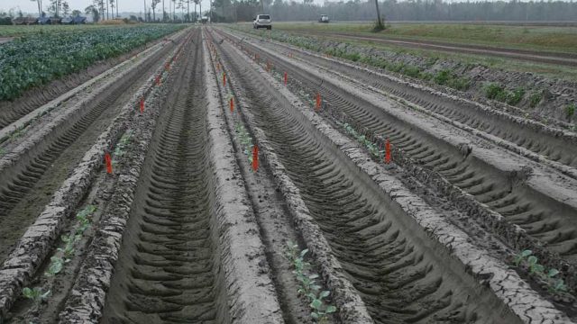 Eastern Broccoli Project Tracking New Growth - Growing Produce