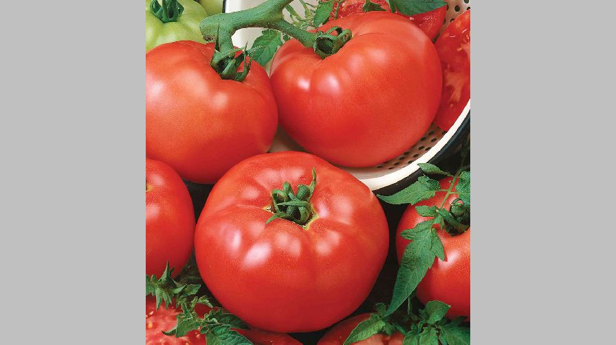 10 Tomato Varieties You Need to Check Out [Slideshow] - Growing Produce