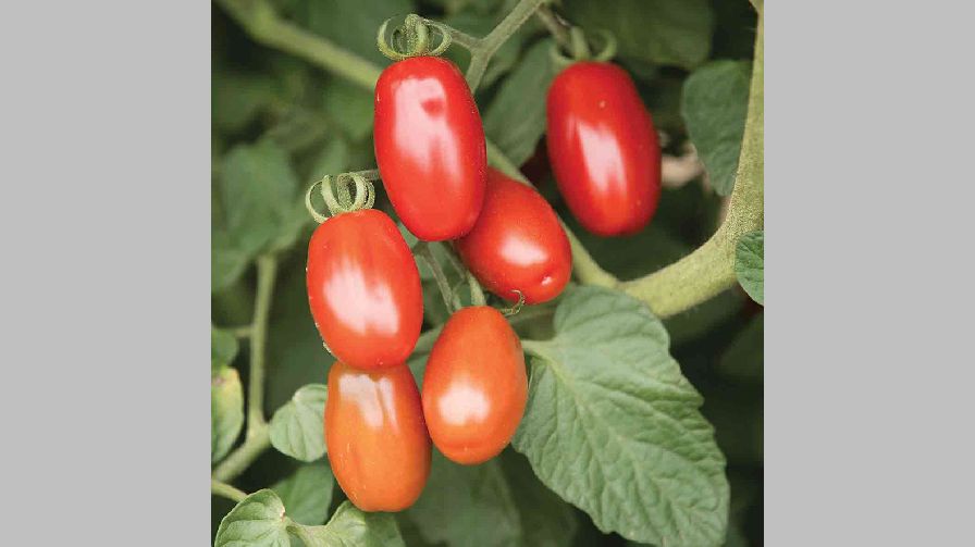 10 Tomato Varieties You Need to Check Out [Slideshow] - Growing Produce