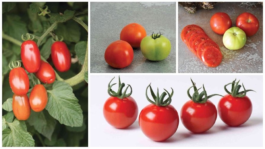 10 Tomato Varieties You Need to Check Out [Slideshow] - Growing Produce