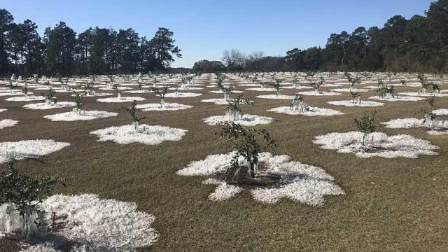 Cold Weather Puts New Northern Citrus Plantings to the Test - Growing ...