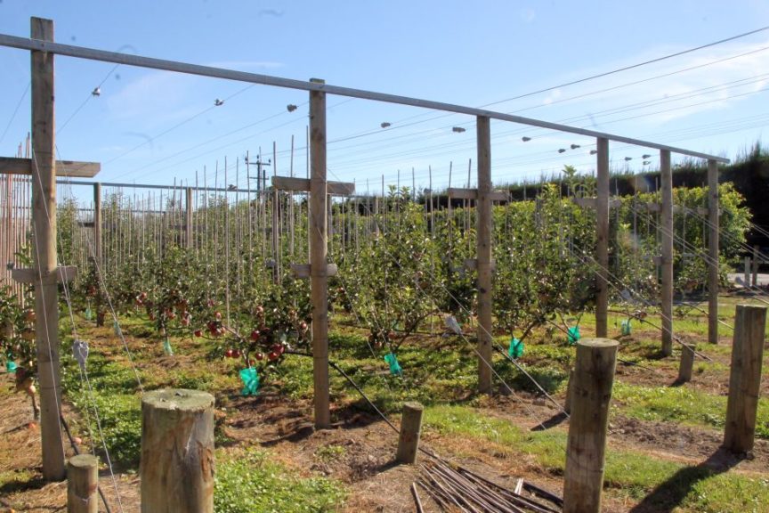 New Zealand Fruit Growers Look to the Future of Production, Varieties ...