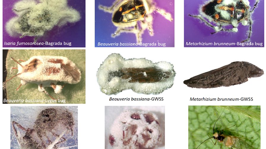 How Biocontrols Fit into a Traditional Pest Control Program - Growing ...