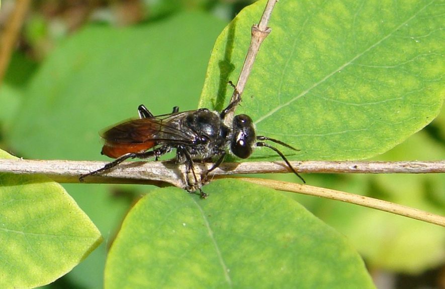 New Brown Marmorated Stink Bug Enemy Found in PNW Garden - Growing Produce