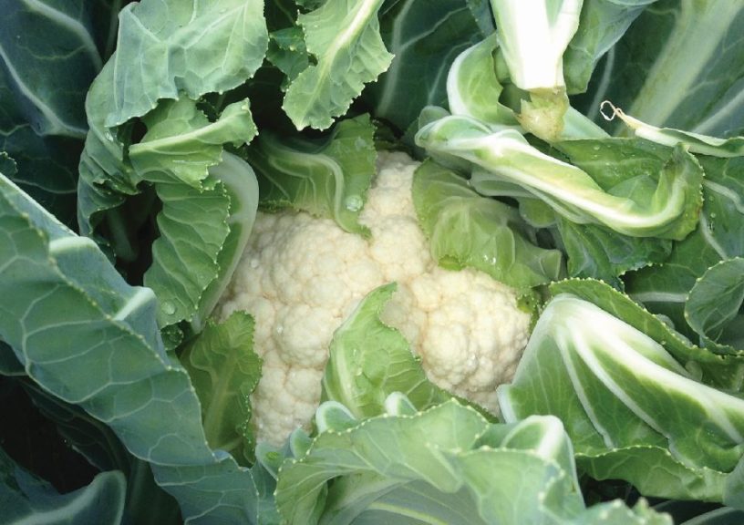 11 Cauliflower Varieties You'll Want to Grow - Growing Produce
